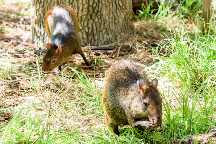 Oakland Zoo Acquires Three “R.O.U.S.” Rodents of Unusual Size